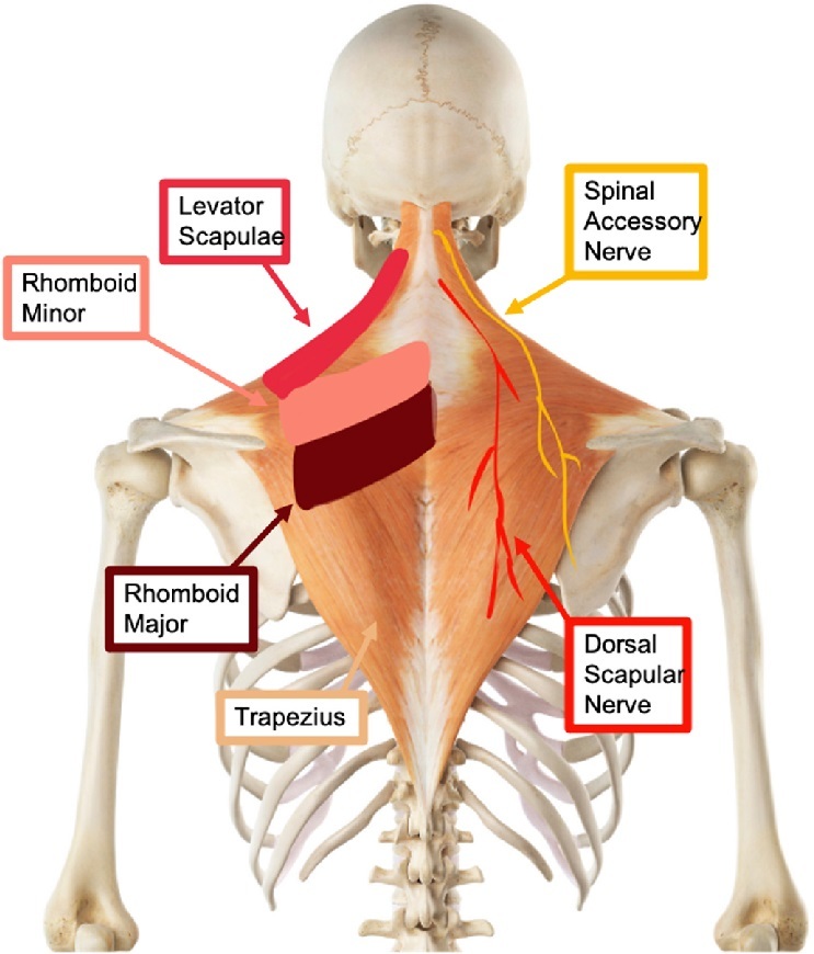 That Shoulder Knot That Never Goes Away | Neck and Shoulder Adhesion ...